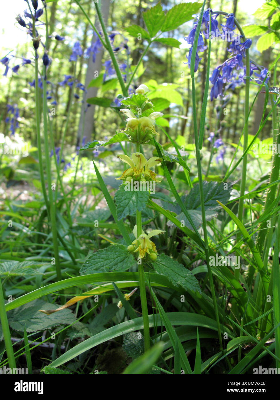 Yellow Archangel (Lamiastrum galeobdolon Stock Photo - Alamy