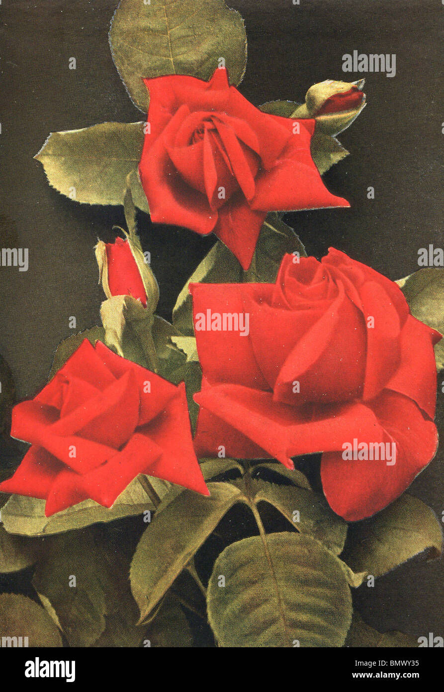 Red rose flower roses plants hi-res stock photography and images - Alamy