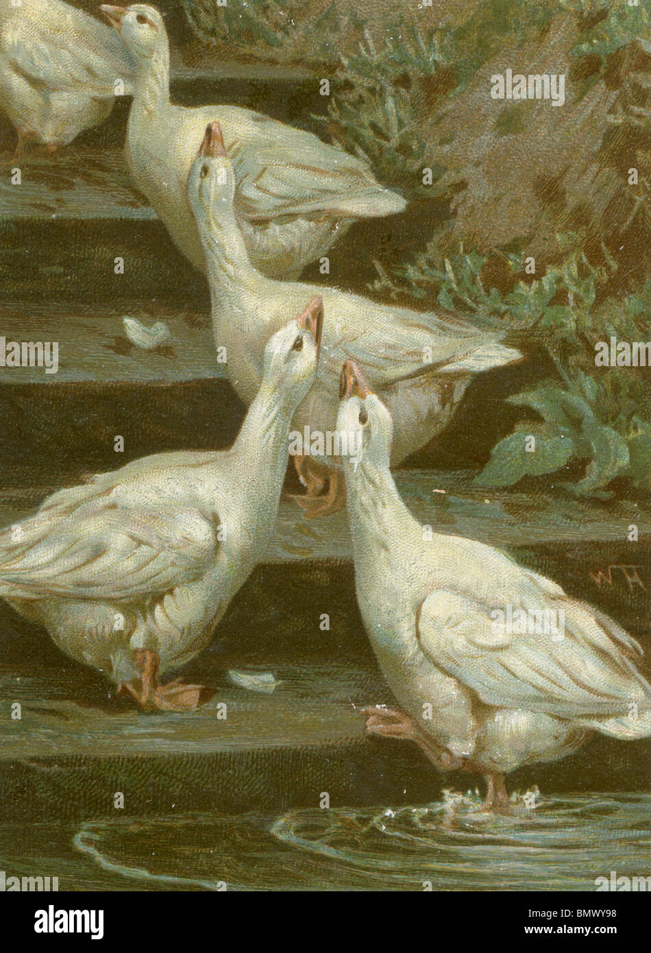 Ducks walking up the Steps Stock Photo - Alamy