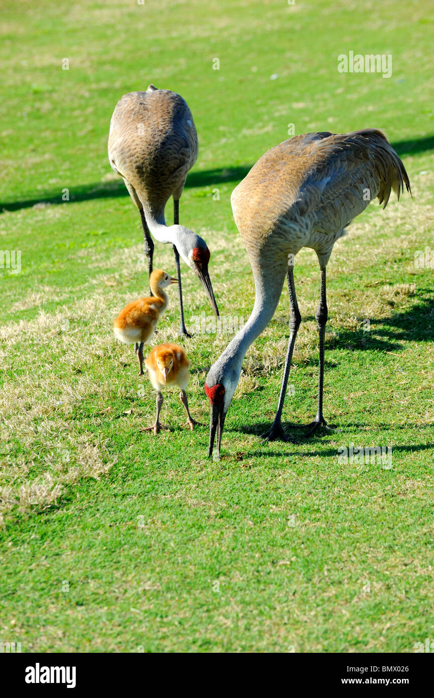 Sandhill Crane Baby