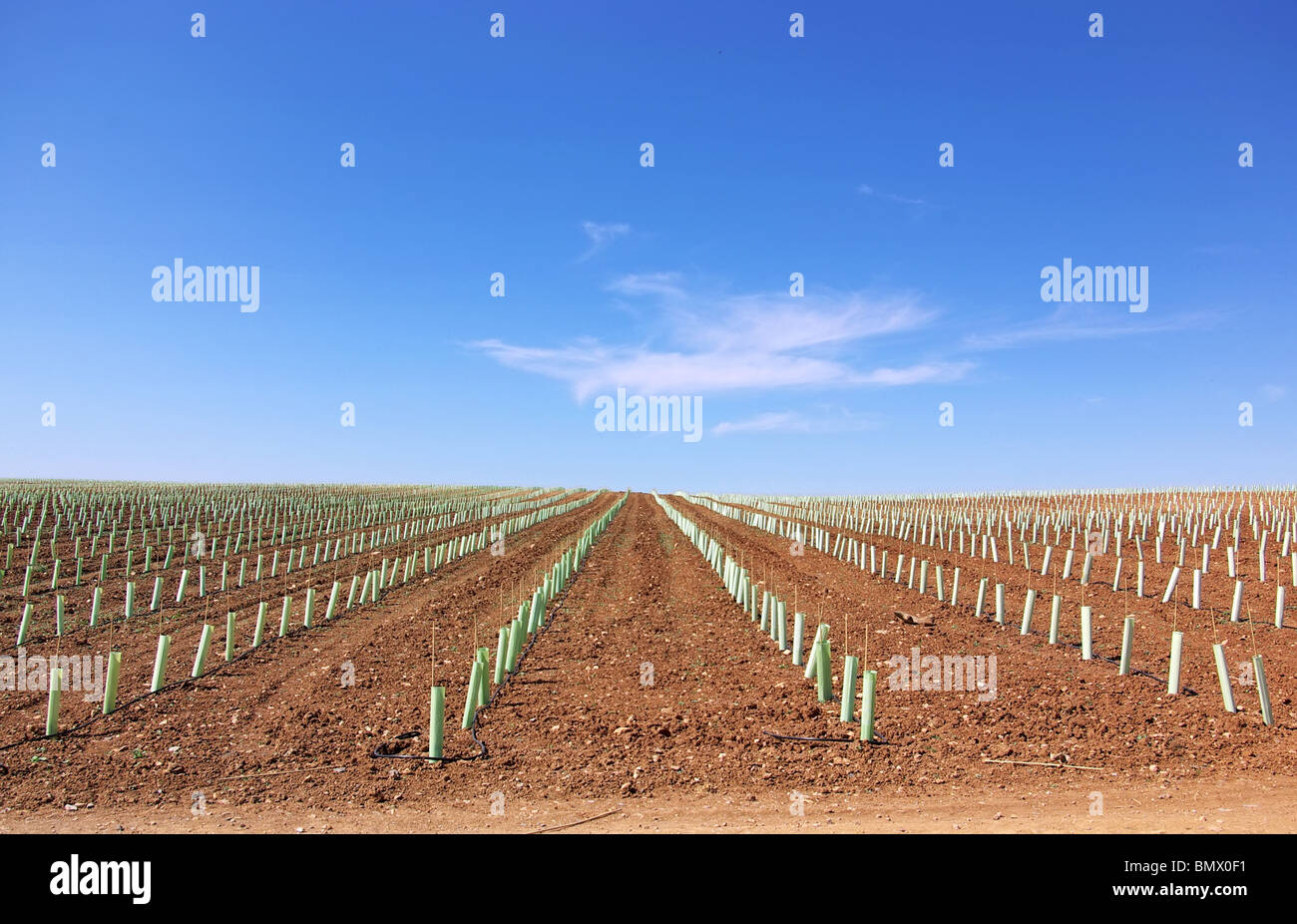Texture of agricultural field Stock Photo - Alamy