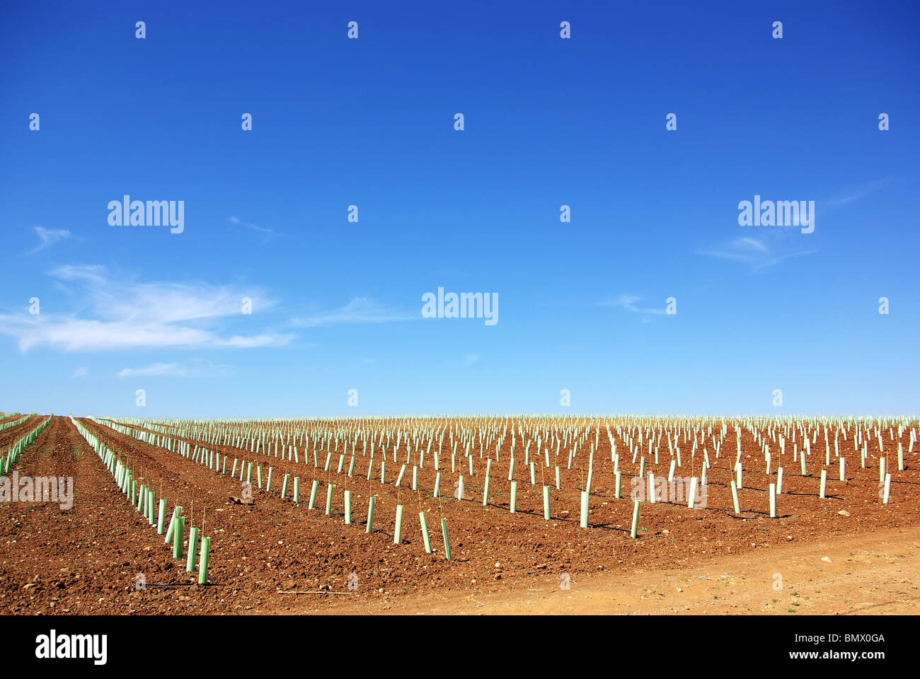 Texture of agricultural field Stock Photo - Alamy