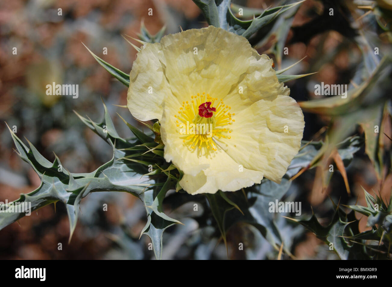 Argemone mexicana hi-res stock photography and images - Alamy