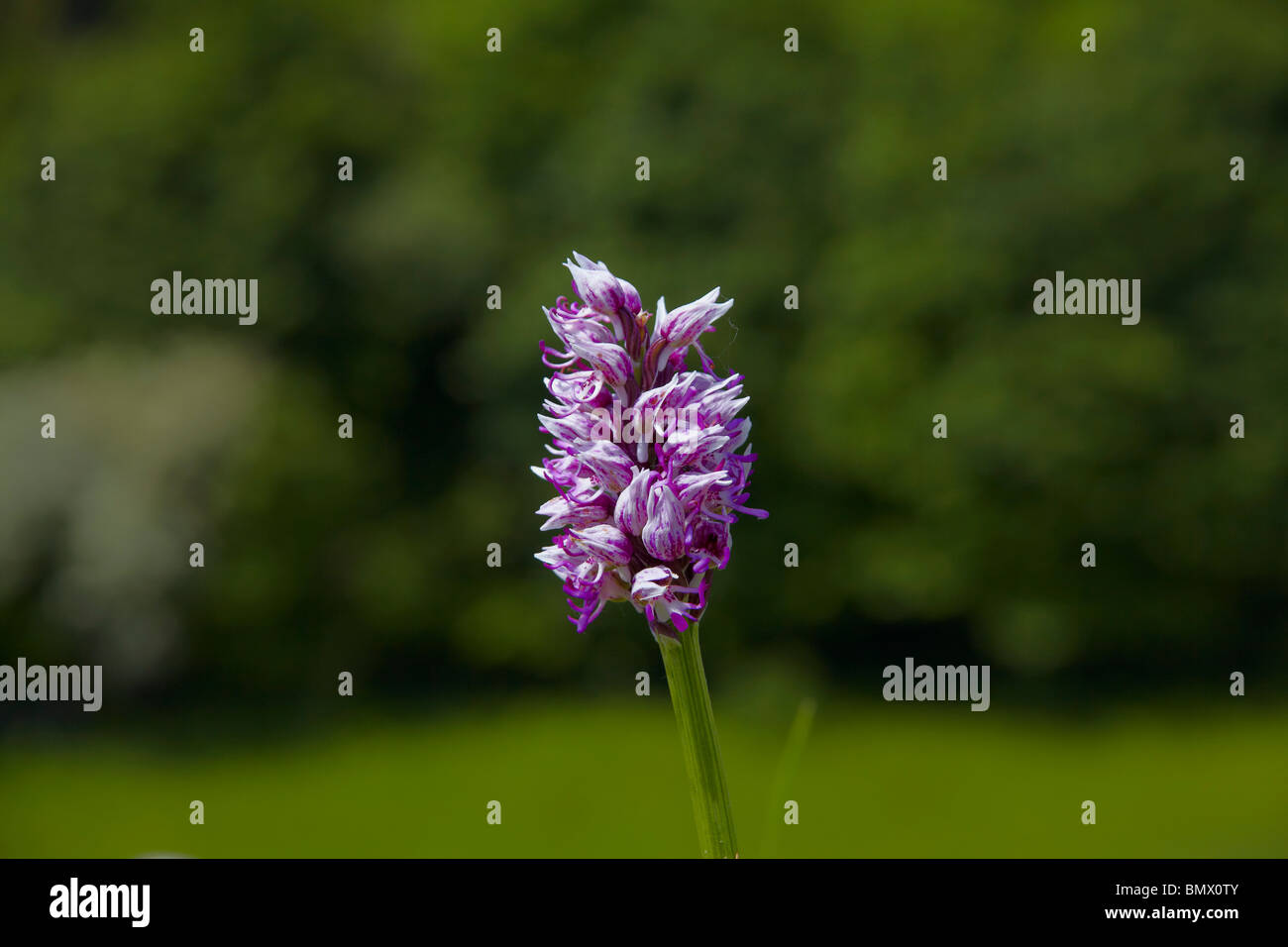 Orchis simia hi-res stock photography and images - Alamy
