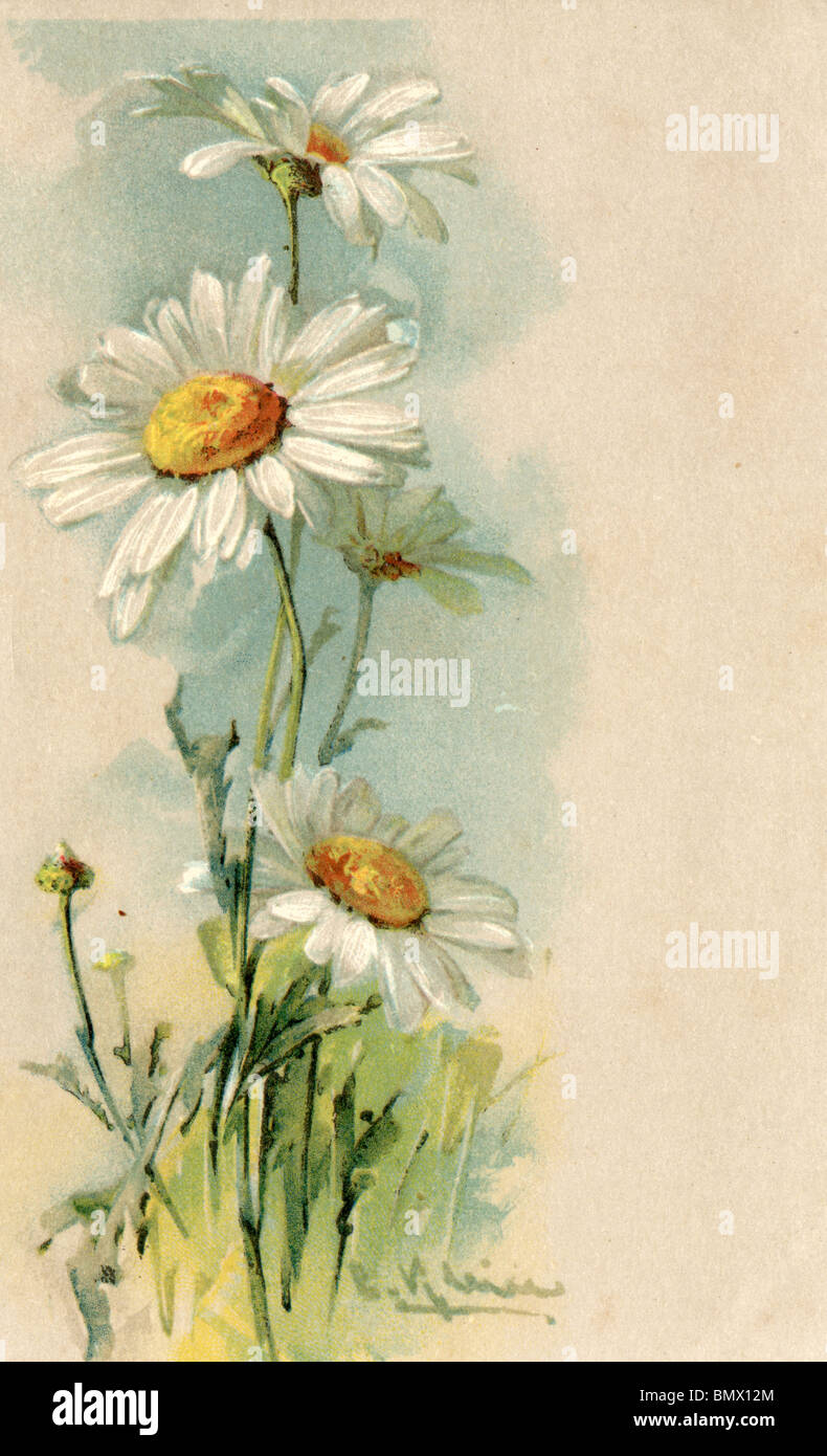 Old fashioned daisies flowers hi-res stock photography and images - Alamy