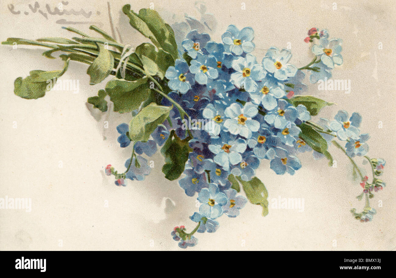 Forget me nots illustration hi-res stock photography and images - Alamy