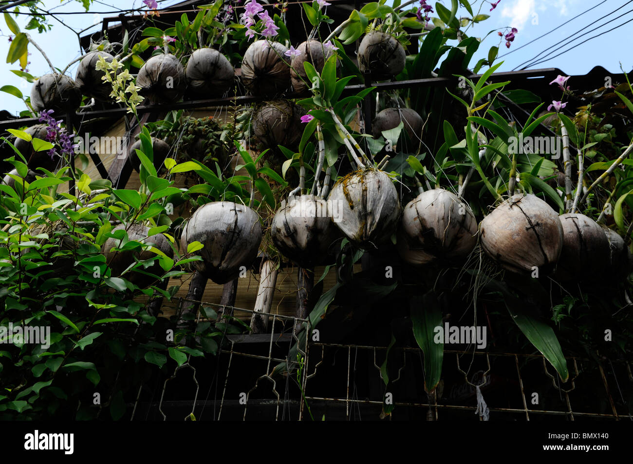 Growing in phuket hi-res stock photography and images - Alamy