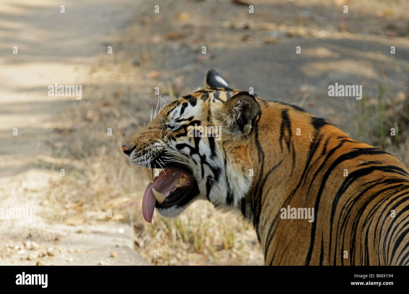 Flehmen response of a male Tiger. Picture taken in Bandhavgarh National ...