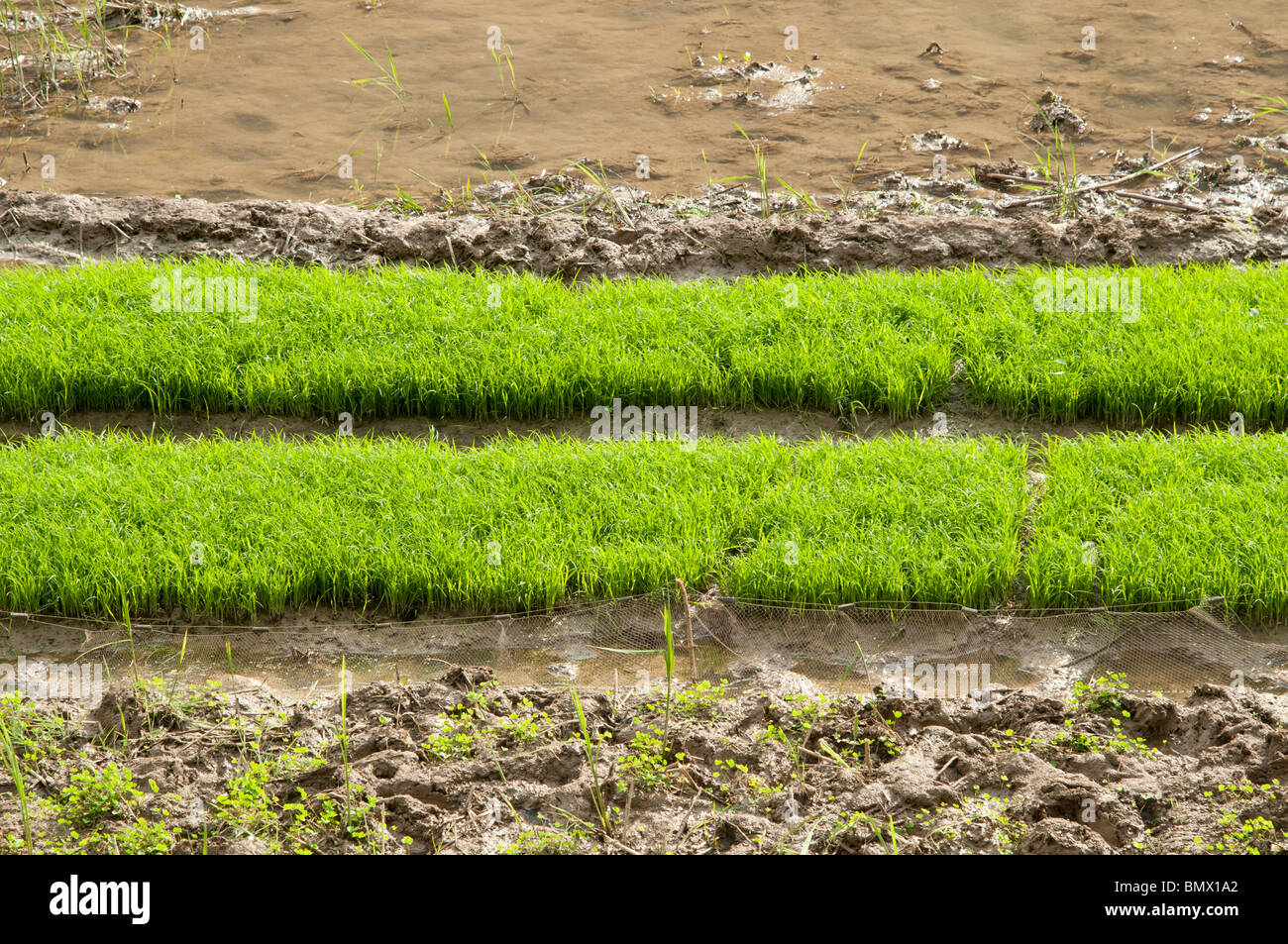 Three green rows of young rice shoots in a muddy paddy field in ...