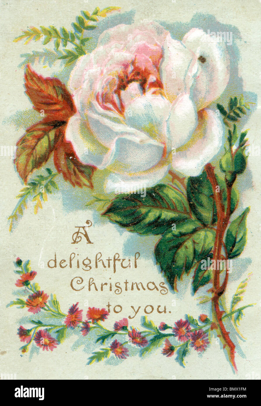 Christmas Card - White Rose Stock Photo - Alamy