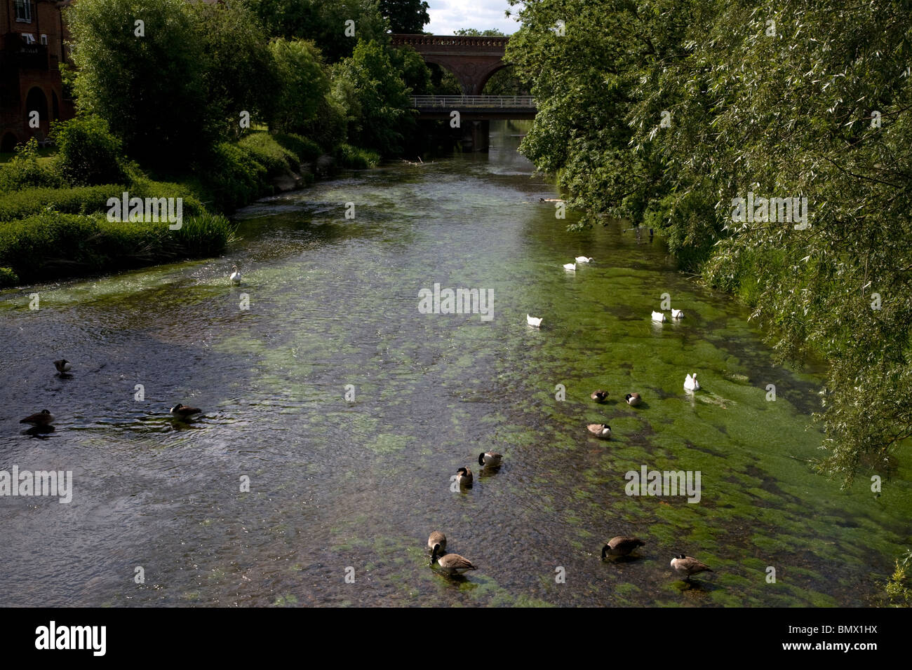 River Mole Leatherhead Surrey England Stock Photo - Alamy