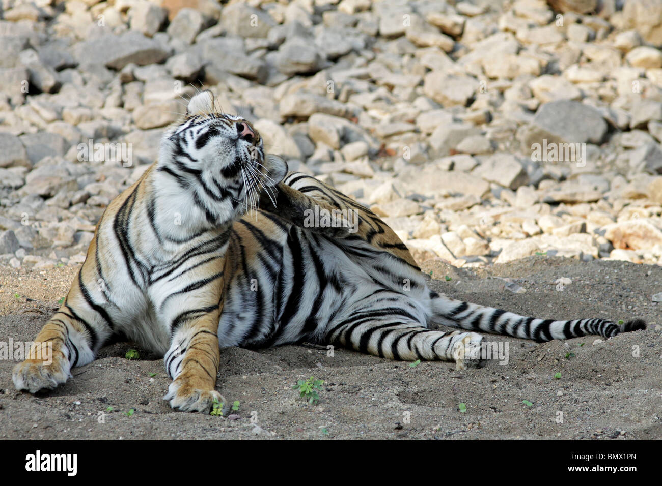 Tiger scratching its head in in Ranthambhore National Park, India Stock ...