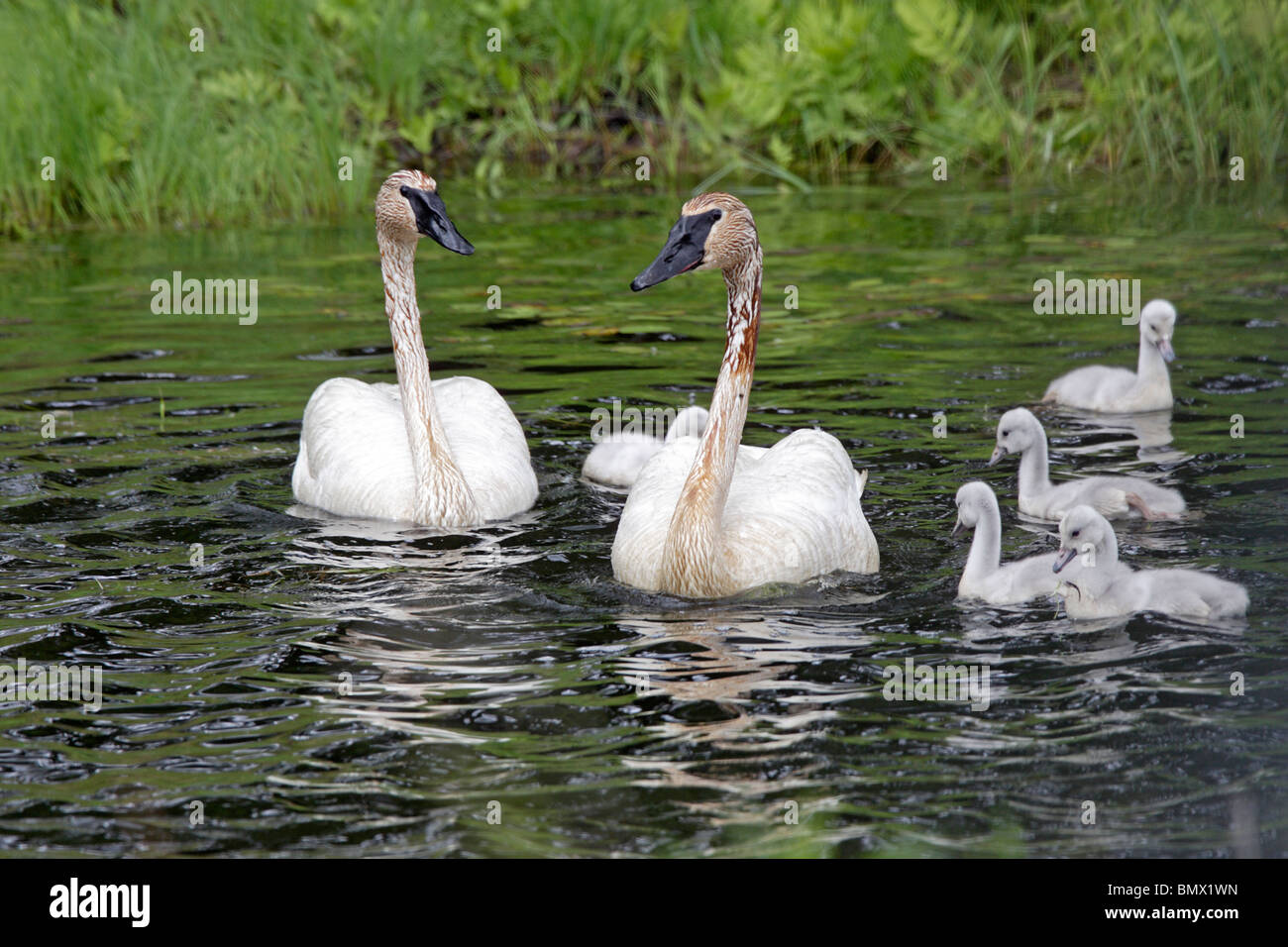 Pair of Trumpeter Swans with five young Stock Photo - Alamy