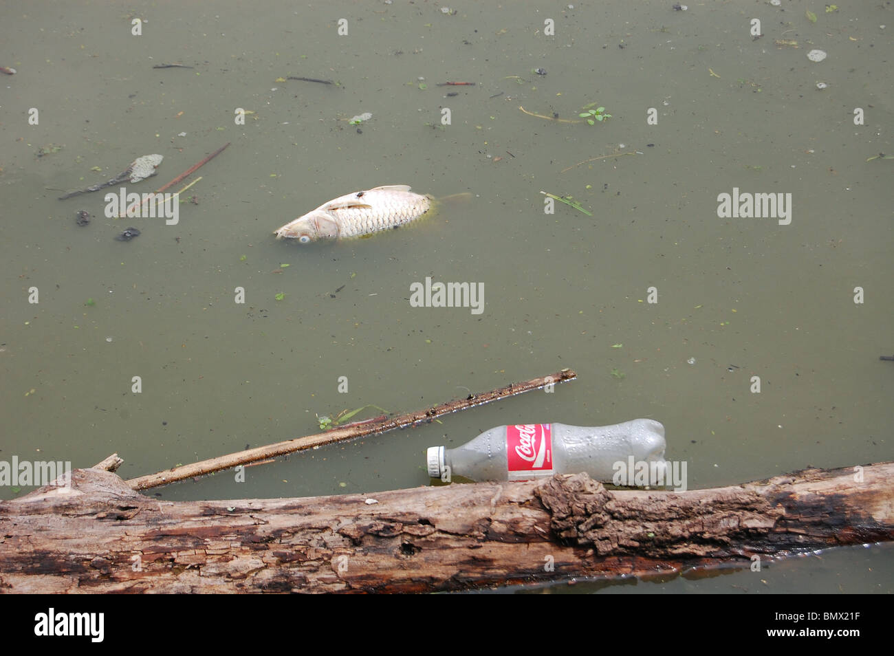 Pollution of a lake in central Mexico Stock Photo - Alamy