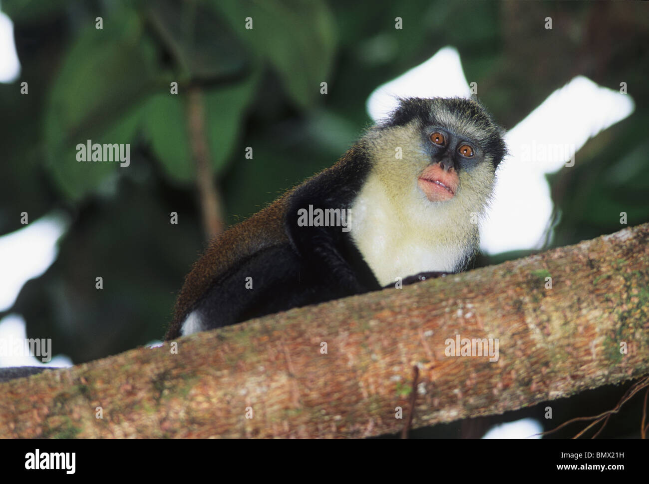 Mona Monkey, (Cercopithecus mona), native to Africa, living wild in ...