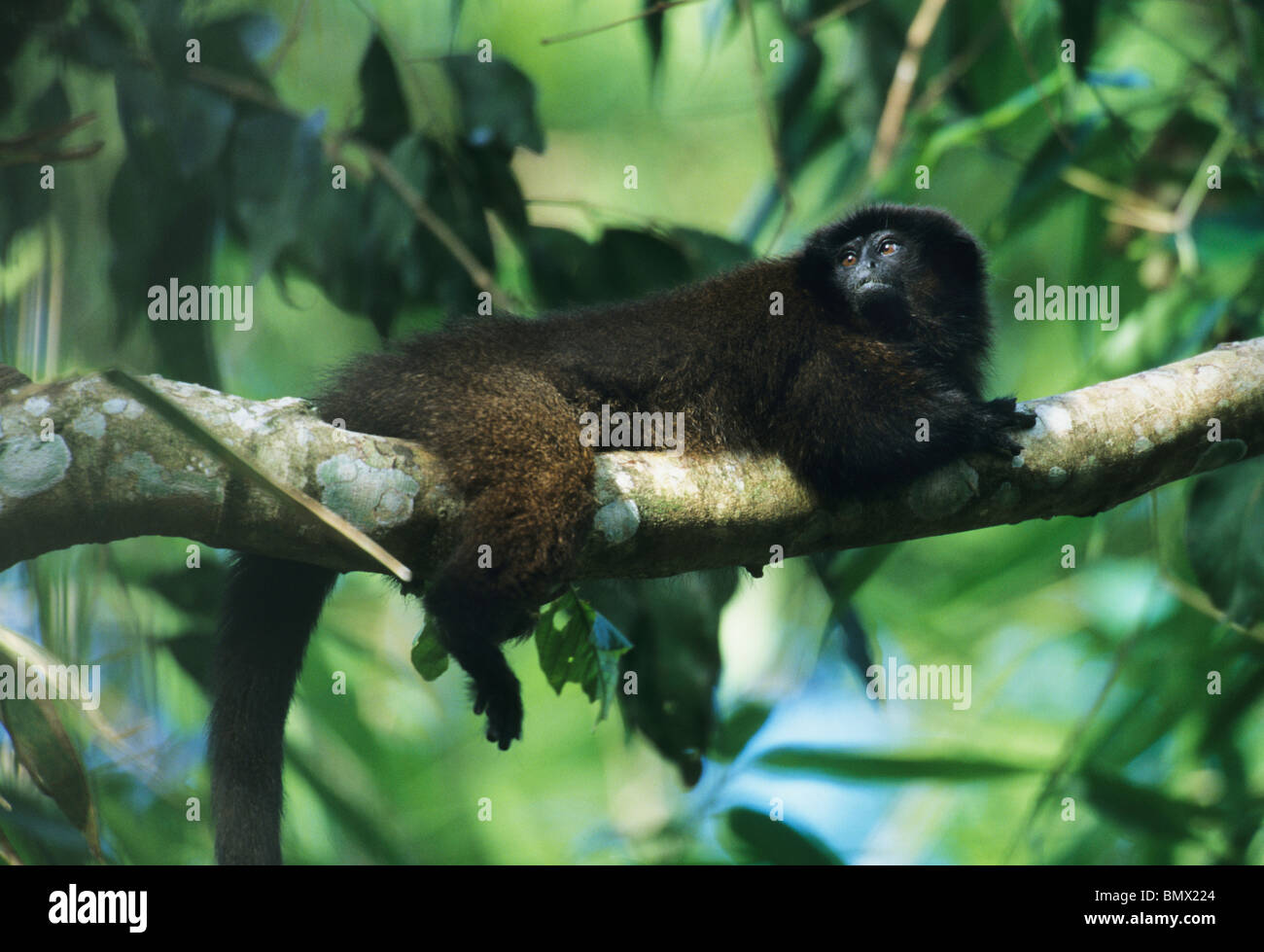 Urubamba Brown Titi Monkey (Callicebus urubambensis) Upper Madre de ...