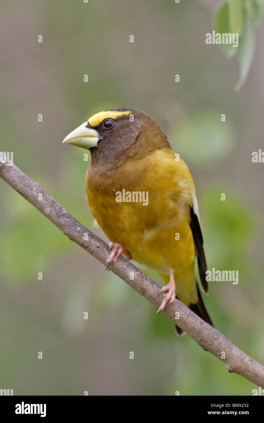 Male Evening Grosbeak Stock Photo - Alamy