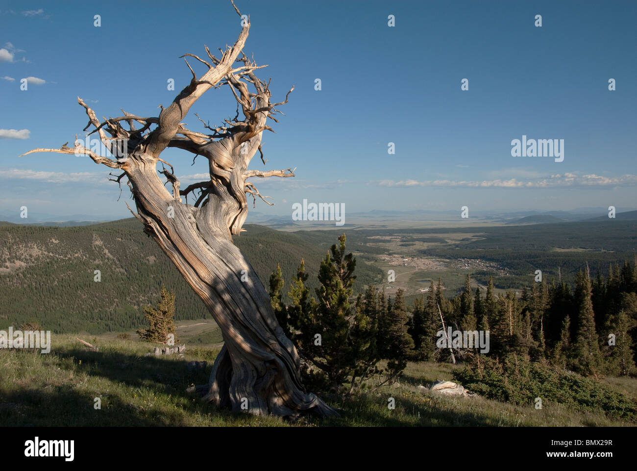 Rocky Mountain Bristlecone Pine Thamnophis sirtalis Bristlecone Pine ...