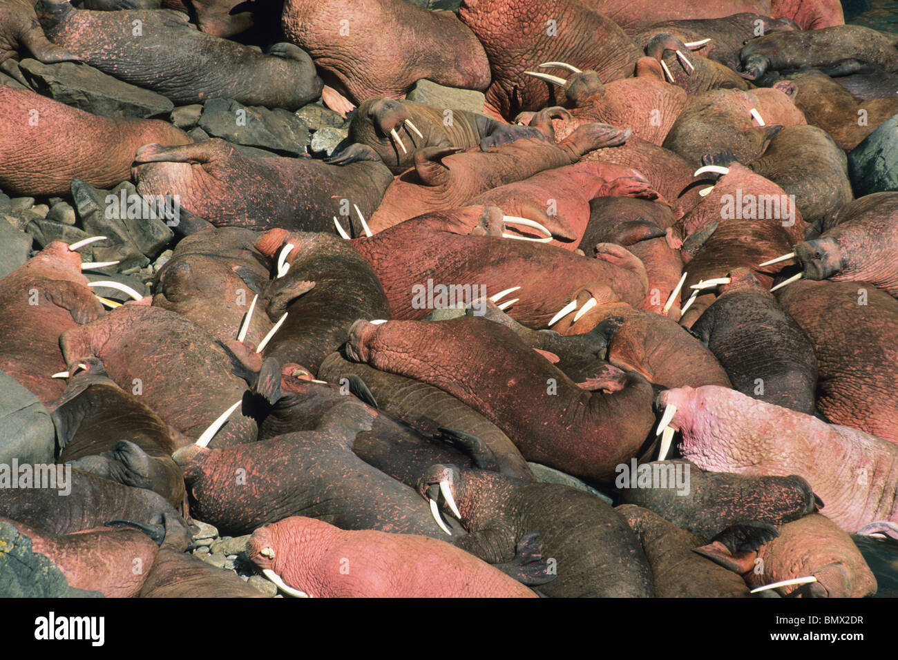 Pacific walrus alaska group wallow hi-res stock photography and images ...