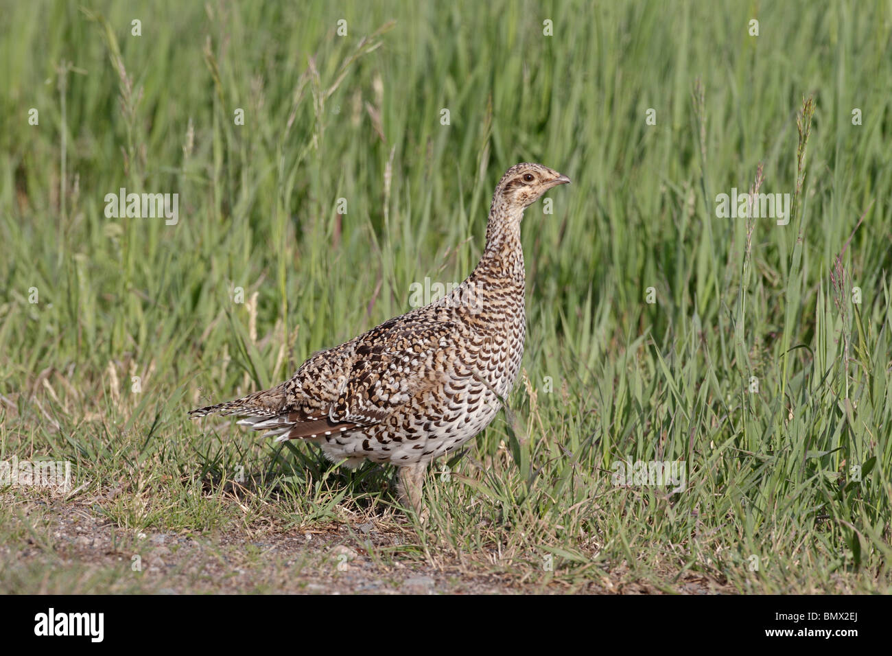 Female Sharp-tailed Grouse Stock Photo - Alamy