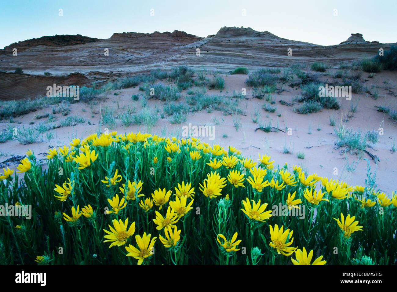Rough Mules-ear flowers, (Wyethia scabra), Paria/Vermillion Cliffs ...