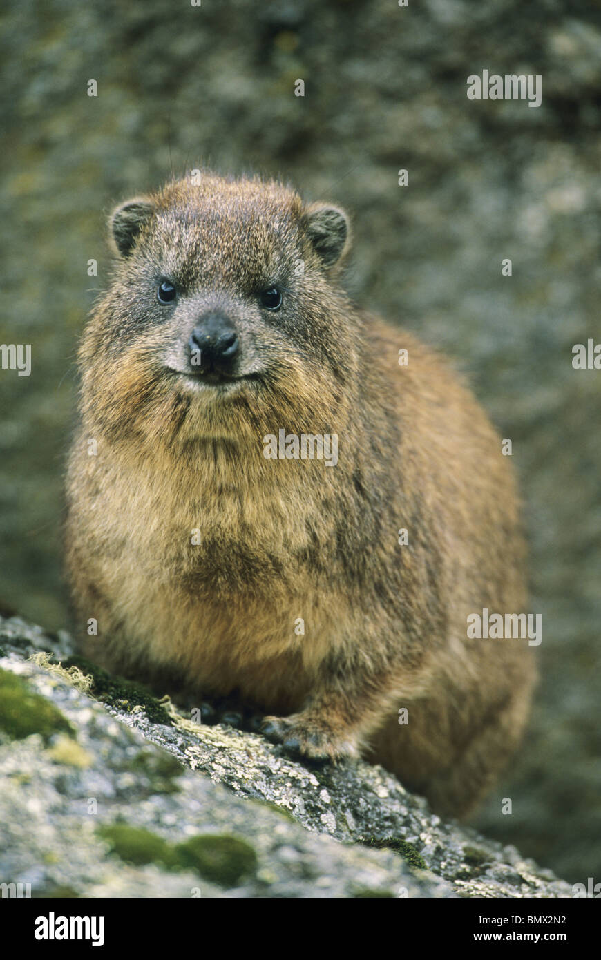 Rock Hyrax, (Procavia capensis), 3500m Teleki Valley, Mt. Kenya ...
