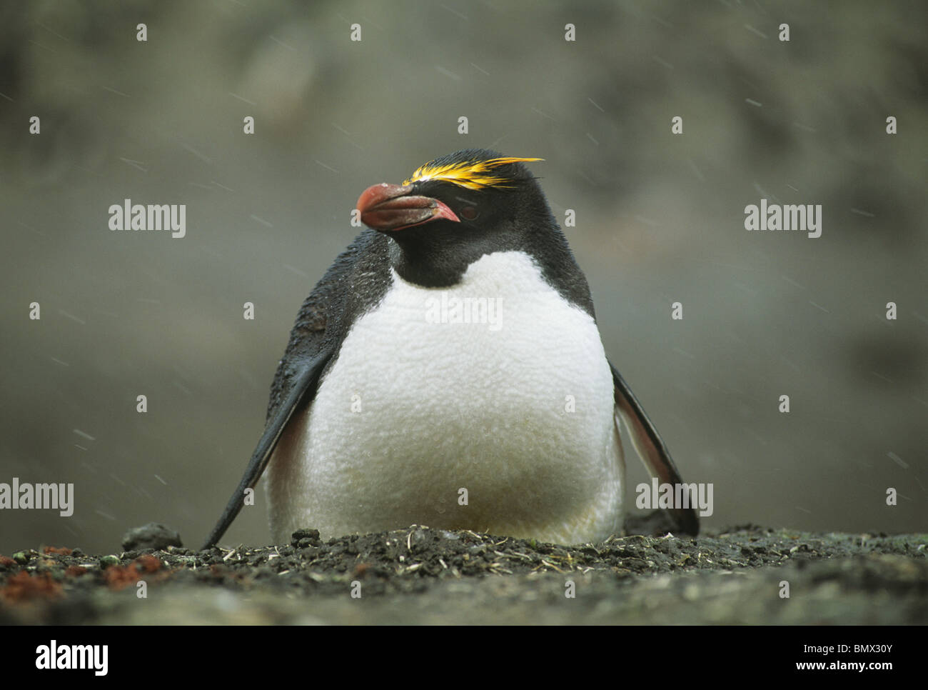 Macaroni Penguin, (Eudyptes chrysolophus), in snow, South Sandwich ...