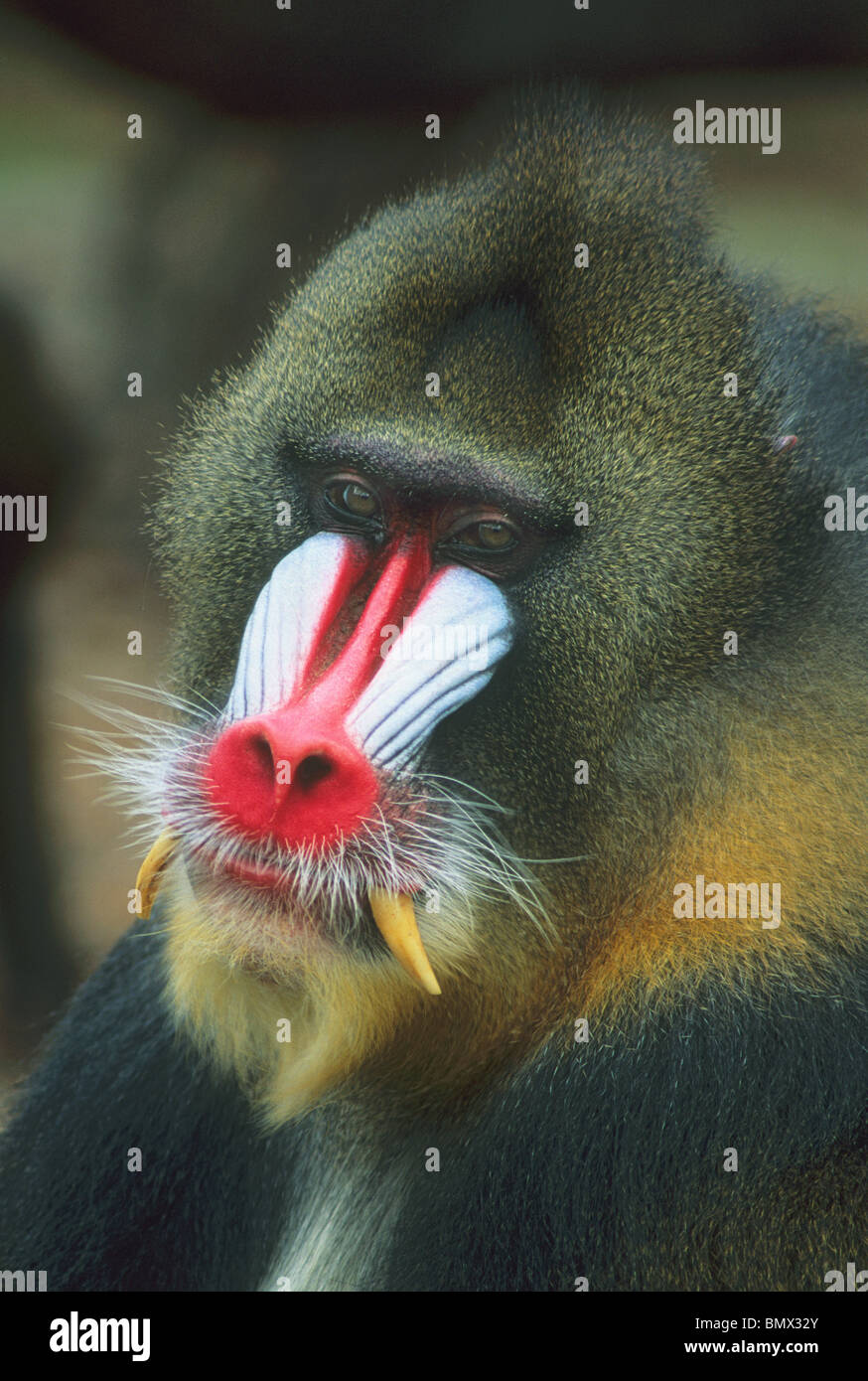Angry mandrill hi-res stock photography and images - Alamy