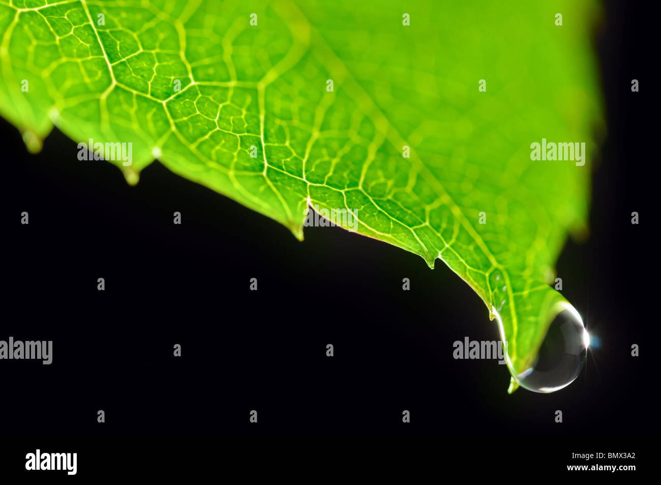 dew drop on green leaf isolated on black Stock Photo - Alamy