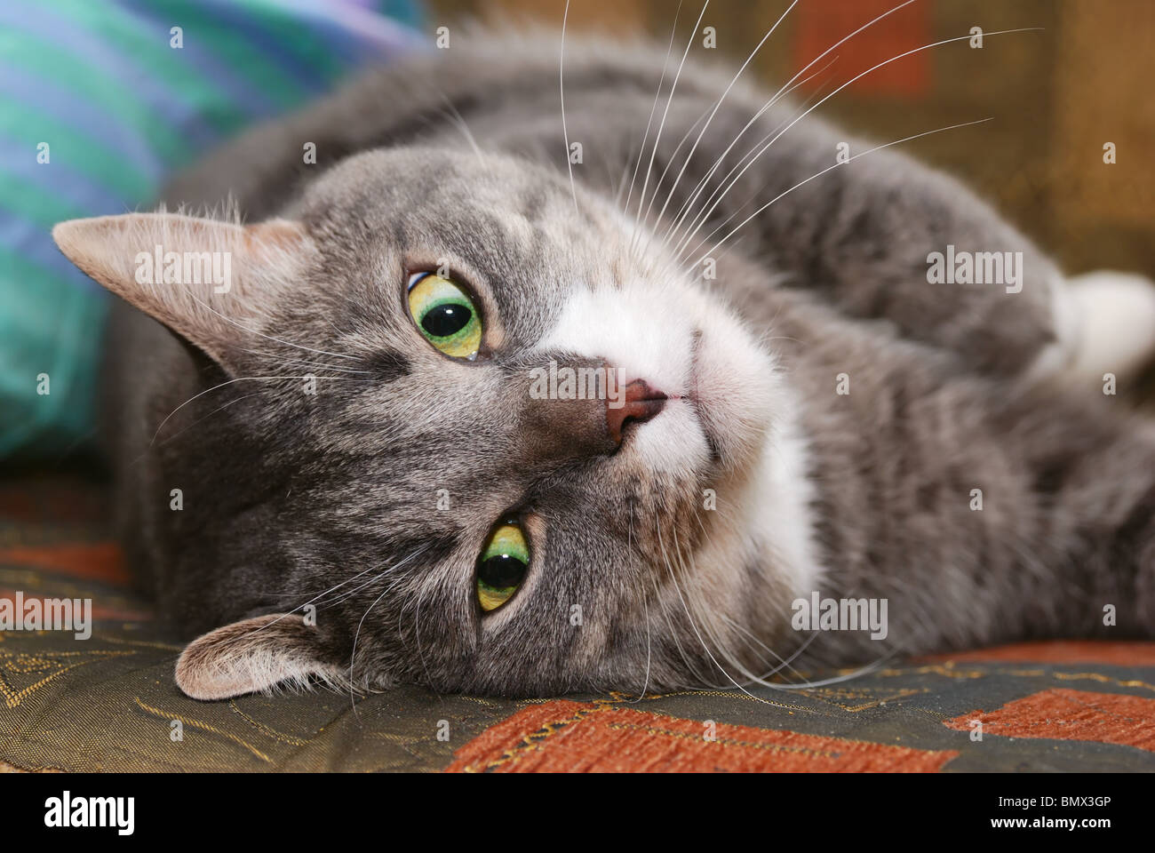 Downy cat hi-res stock photography and images - Alamy