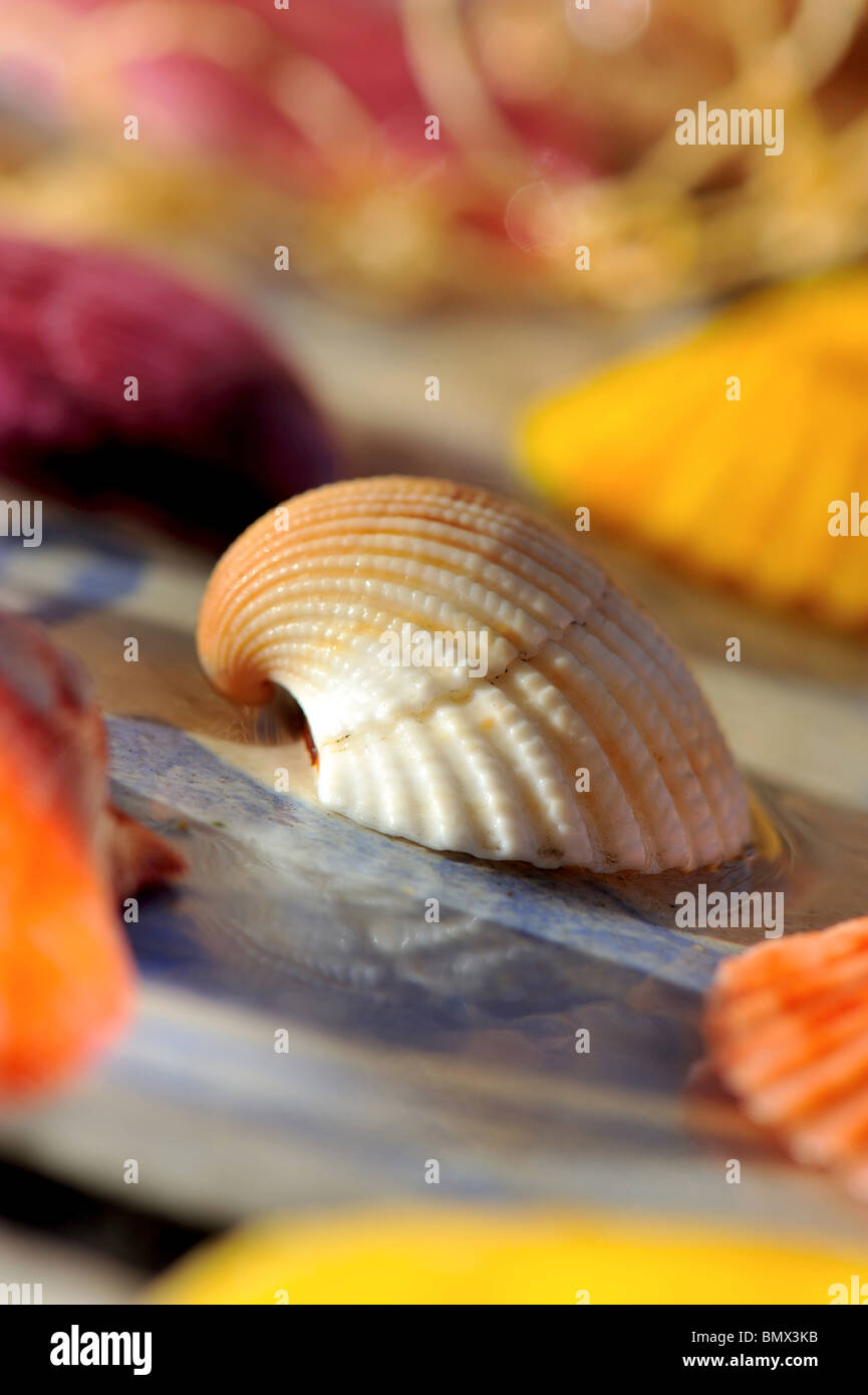 Texture shells Cut Out Stock Images & Pictures - Alamy