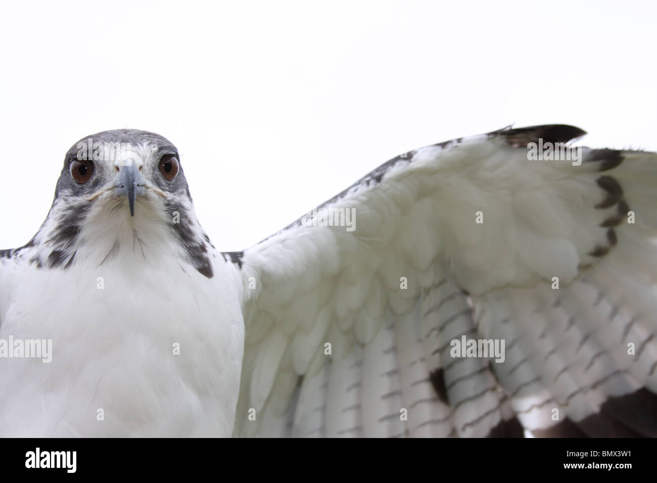 Hawk wings hi-res stock photography and images - Alamy