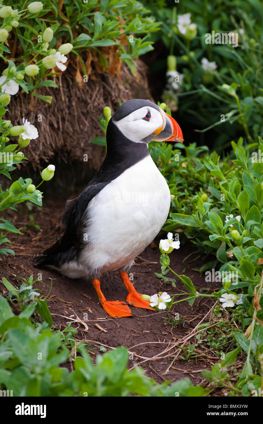 Atlantic puffin nest burrow hi-res stock photography and images - Alamy