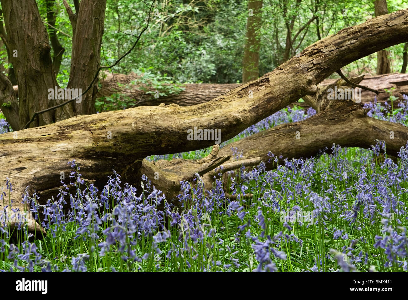 Dead wood and wildflowers hi-res stock photography and images - Alamy