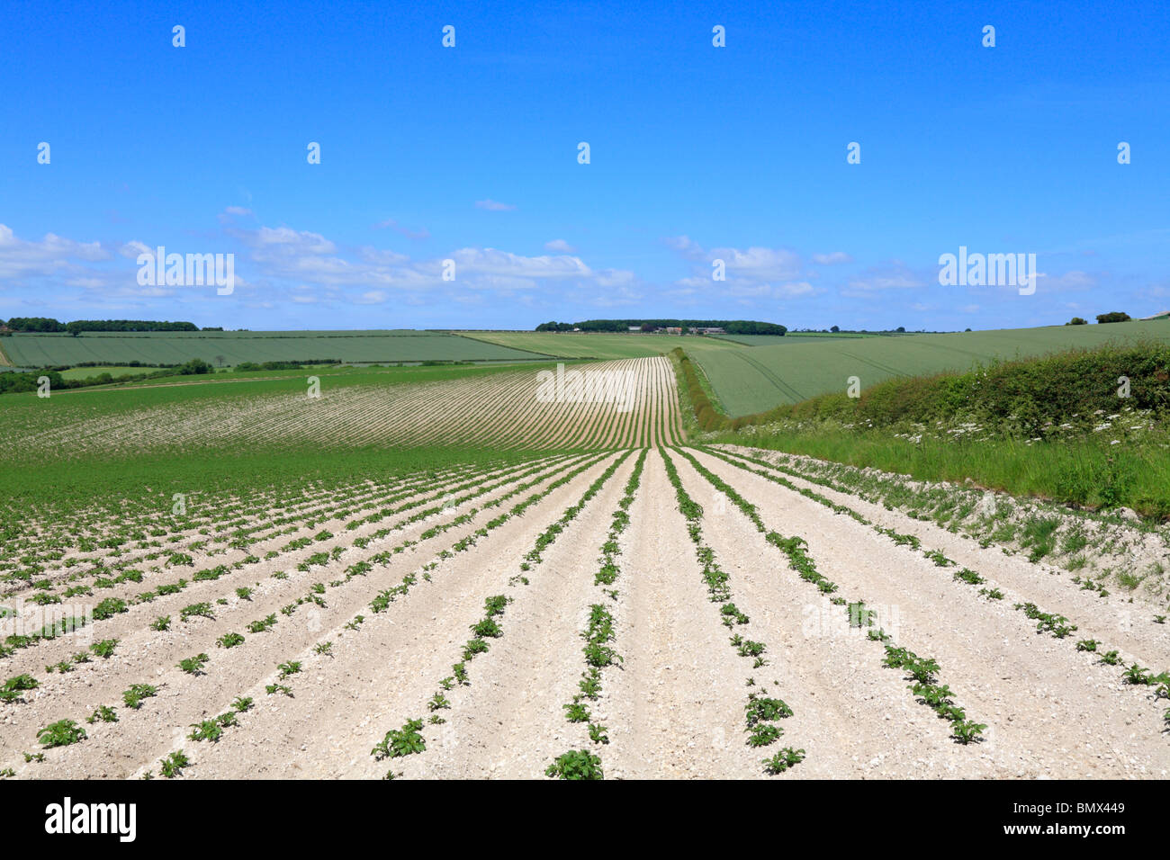 Crops in a chalk field on the Yorkshire Wolds near Market Weighton ...