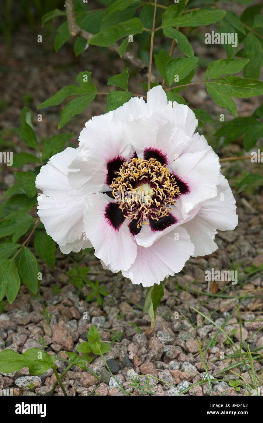 Rock's peony or Rock's tree peony, Paeonia rockii, introduced to the ...