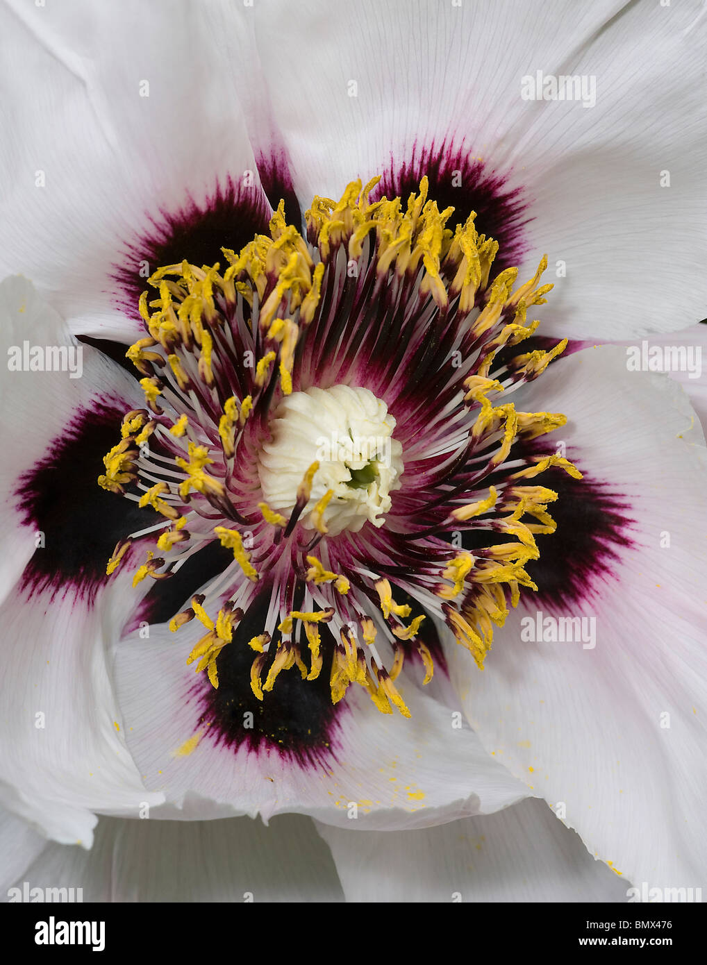 Rock's peony or Rock's tree peony, Paeonia rockii with central stigmas ...