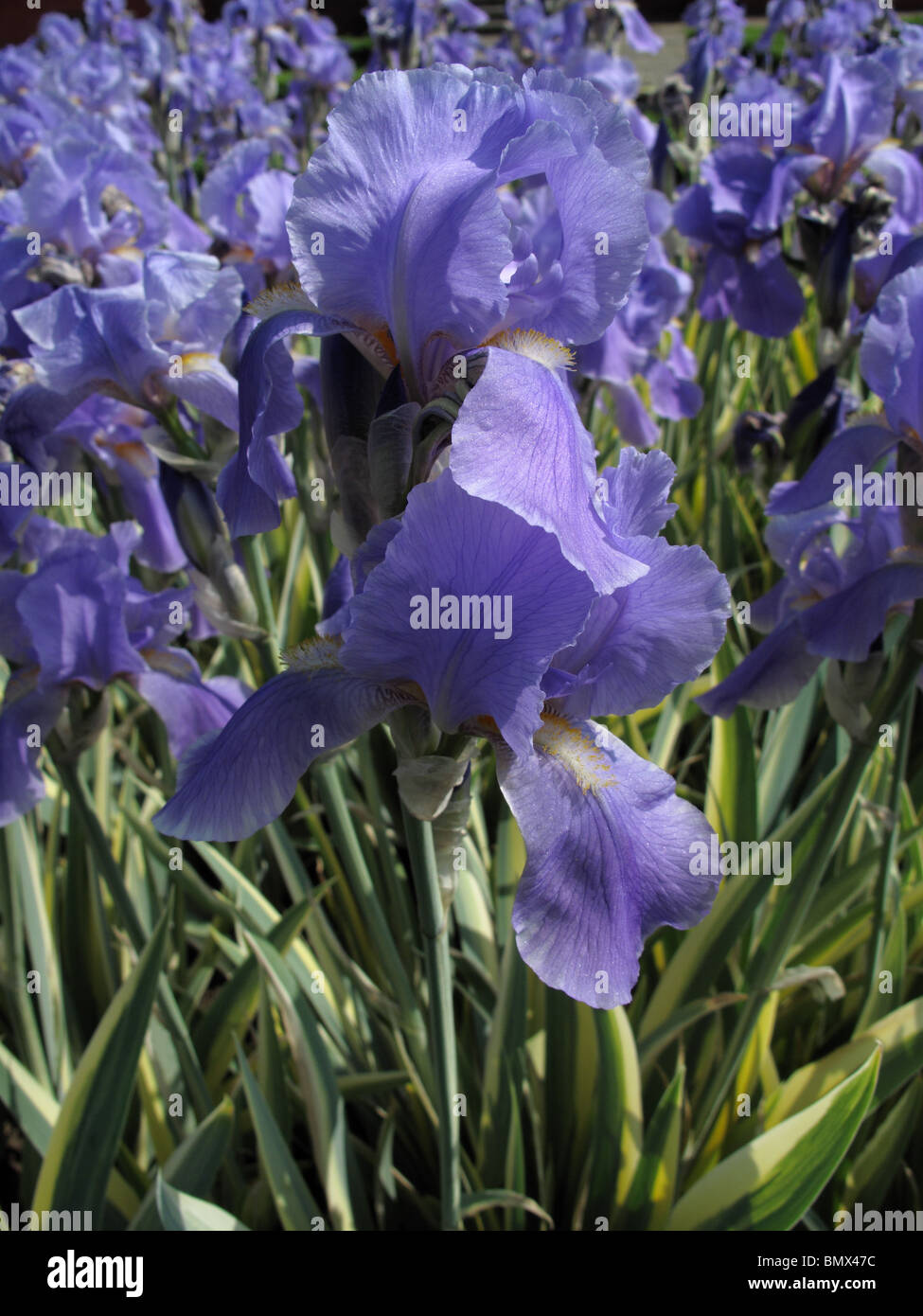 Iris pallida variegata Stock Photo - Alamy