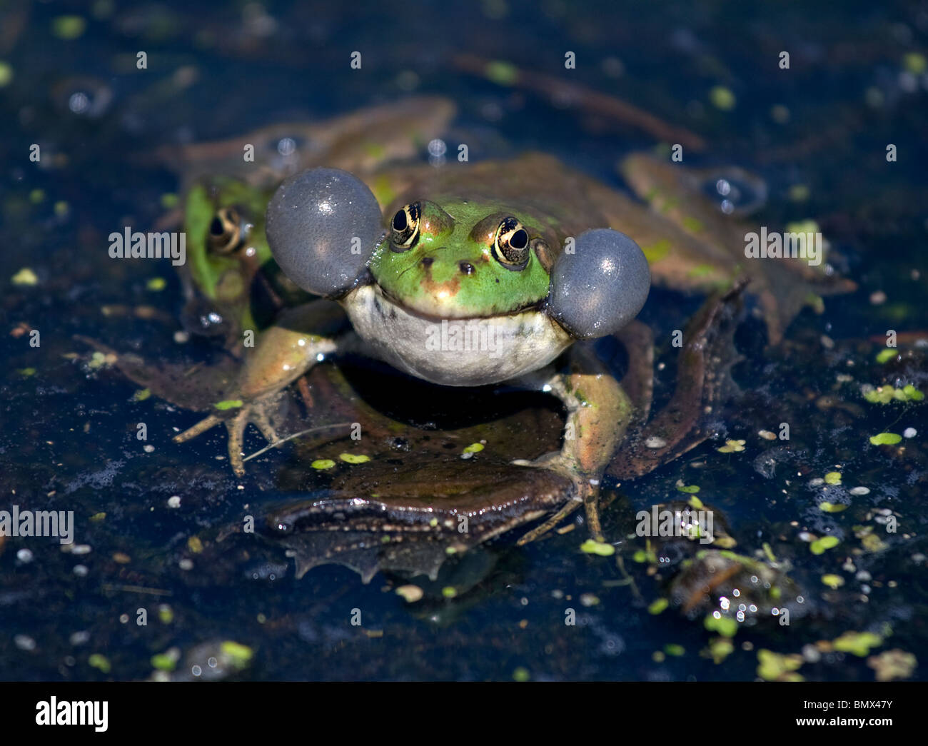 Marsh frog pelophylax ridibundus courting hi-res stock photography and ...