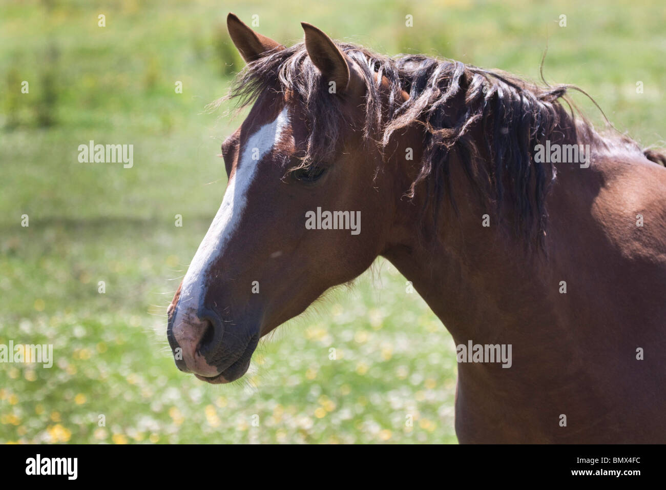 Horse head profile ears up (Equus ferus caballus) Domesticated animal ...