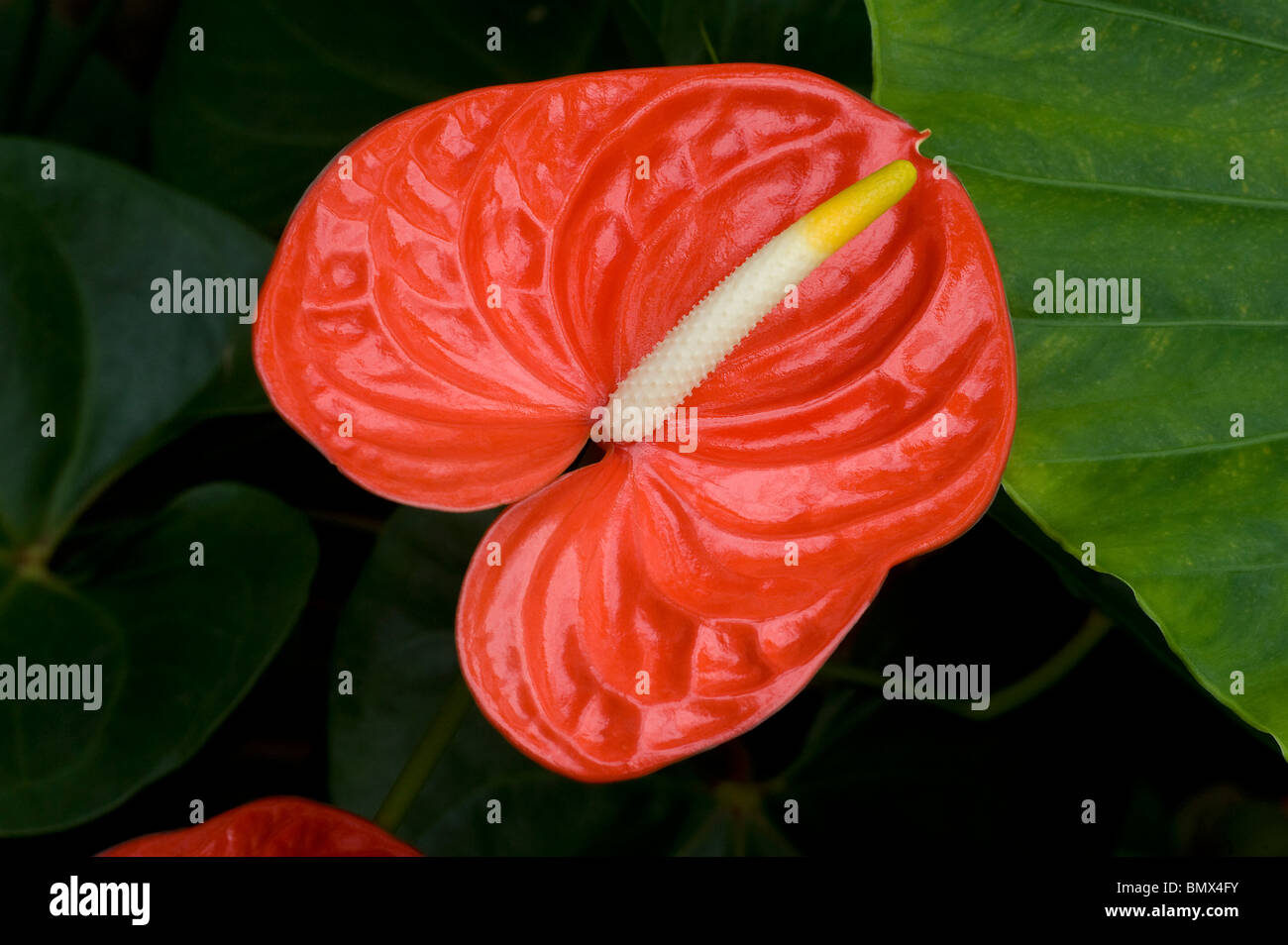 Anthurium hi-res stock photography and images - Alamy