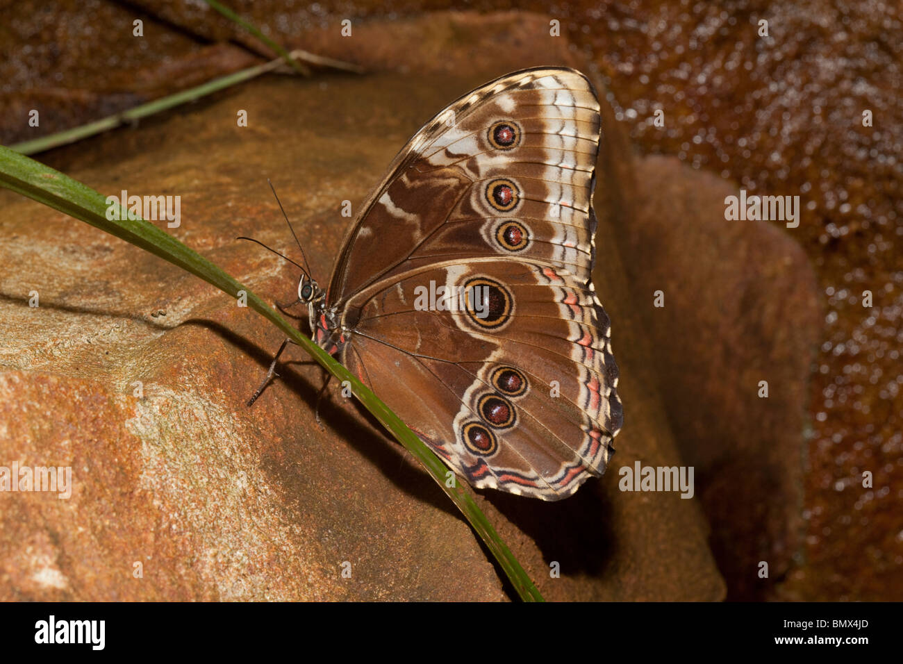 Marginal eyespots on underside of butterfly wings Wildlife Park Combe ...