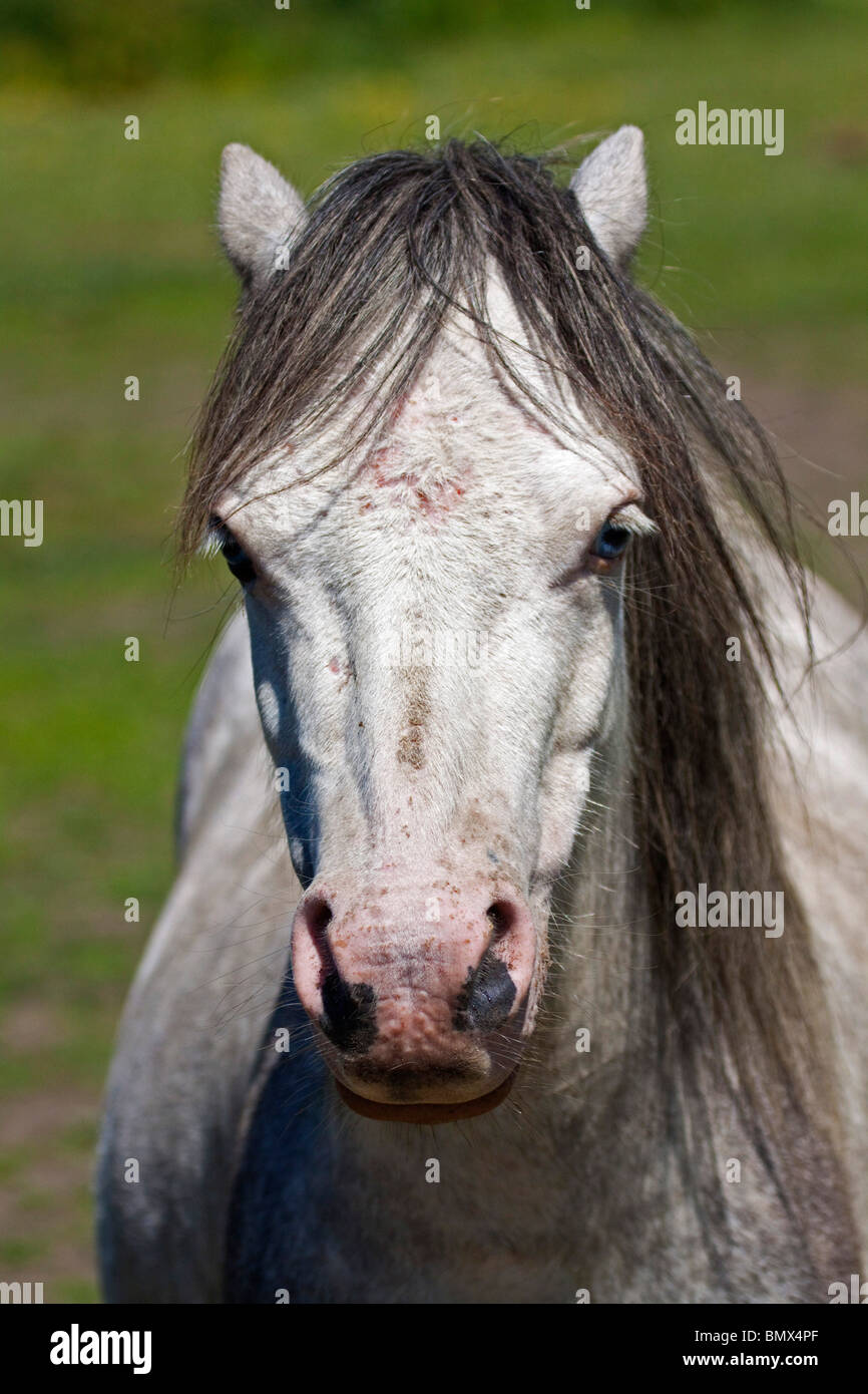 White Horse facing ears back (Equus ferus caballus) Domesticated animal ...