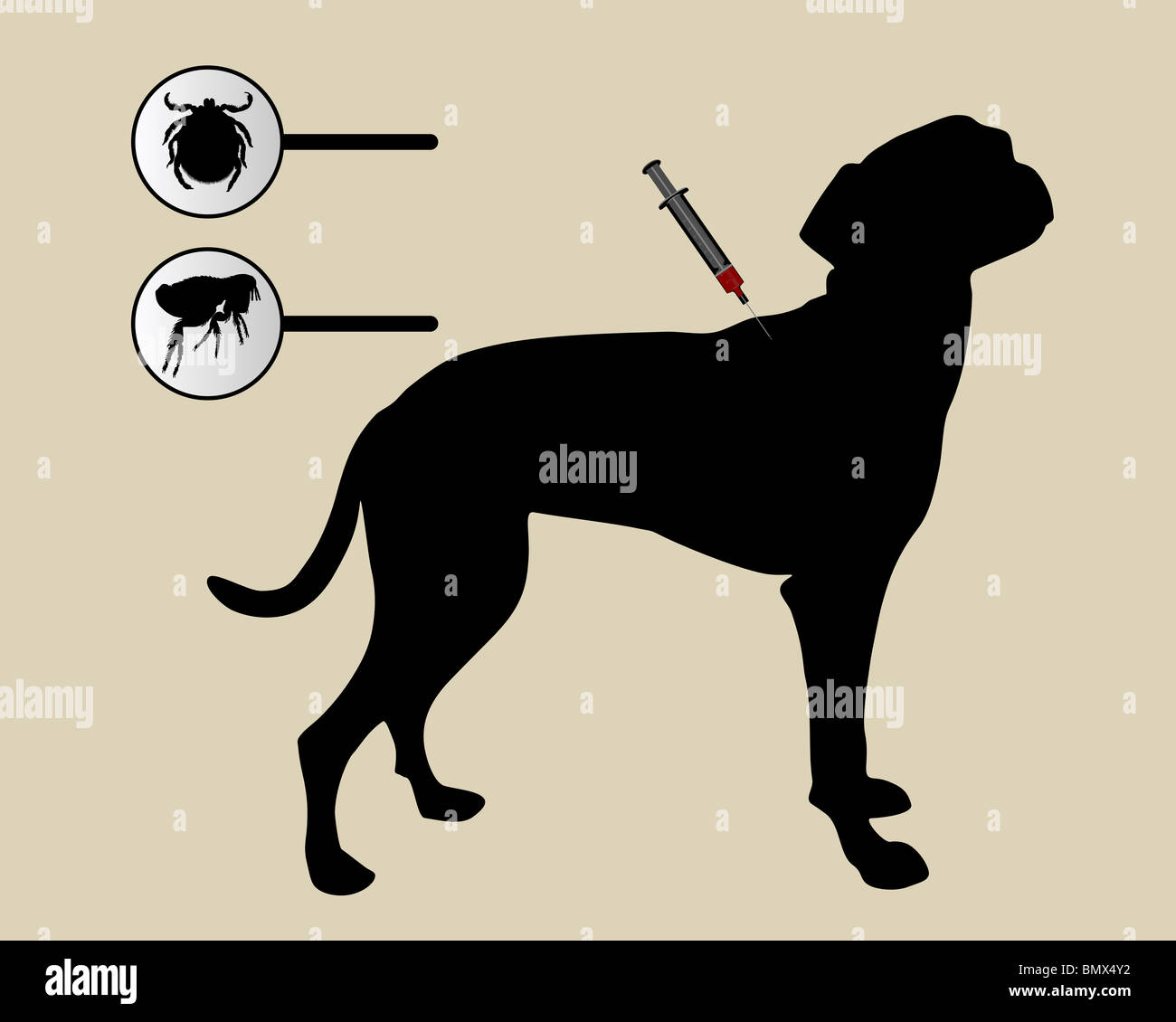 Dog gets an inoculation against fleas and ticks on white Stock Photo ...