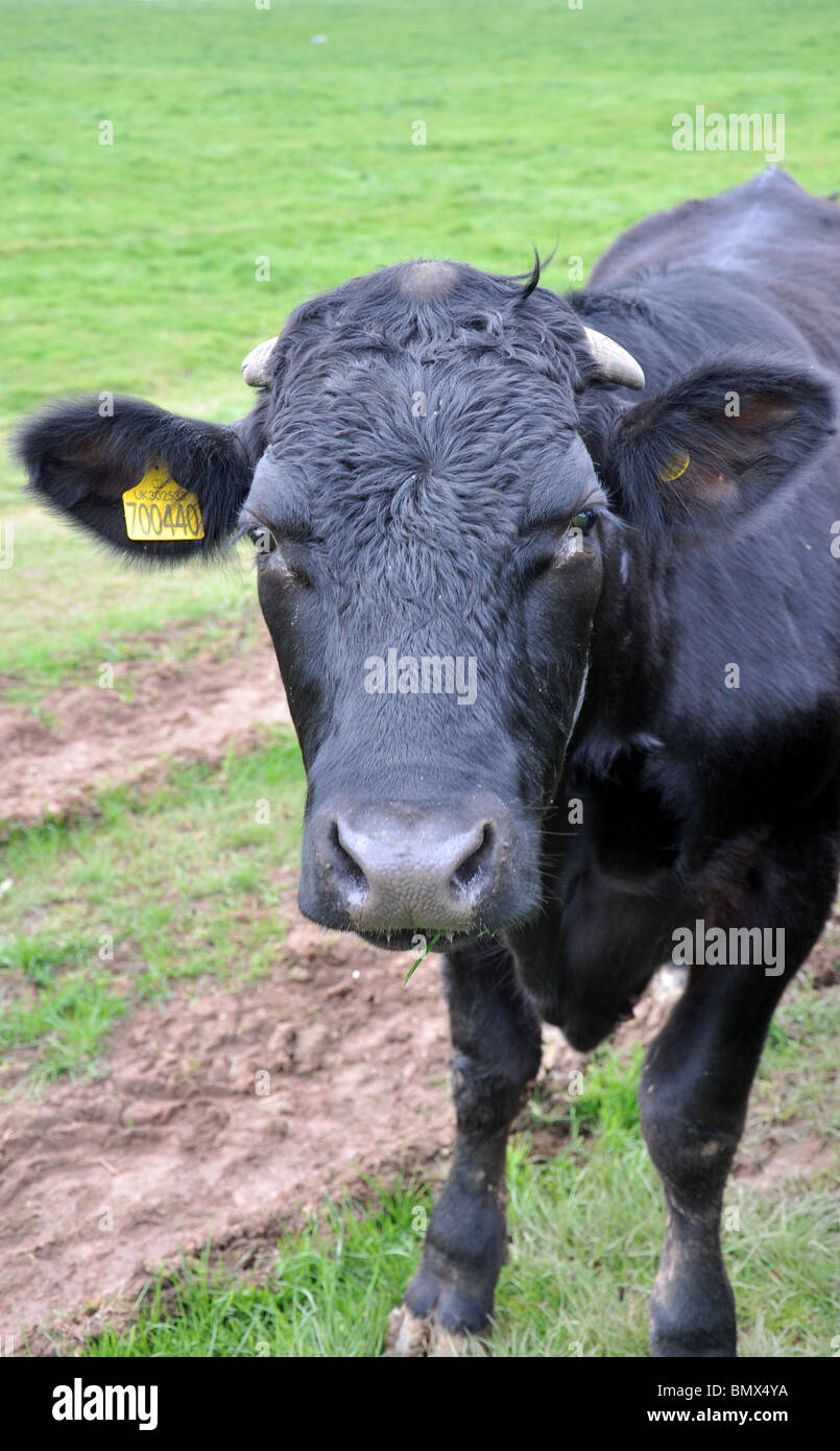 Black bull in field hi-res stock photography and images - Alamy