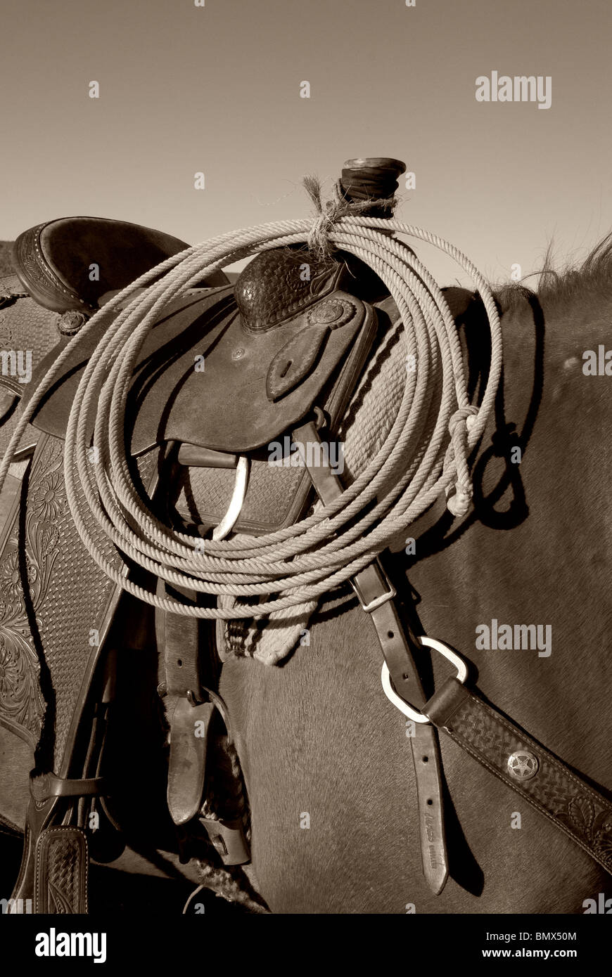 black and white sepia toned western calf roping saddle Stock Photo - Alamy