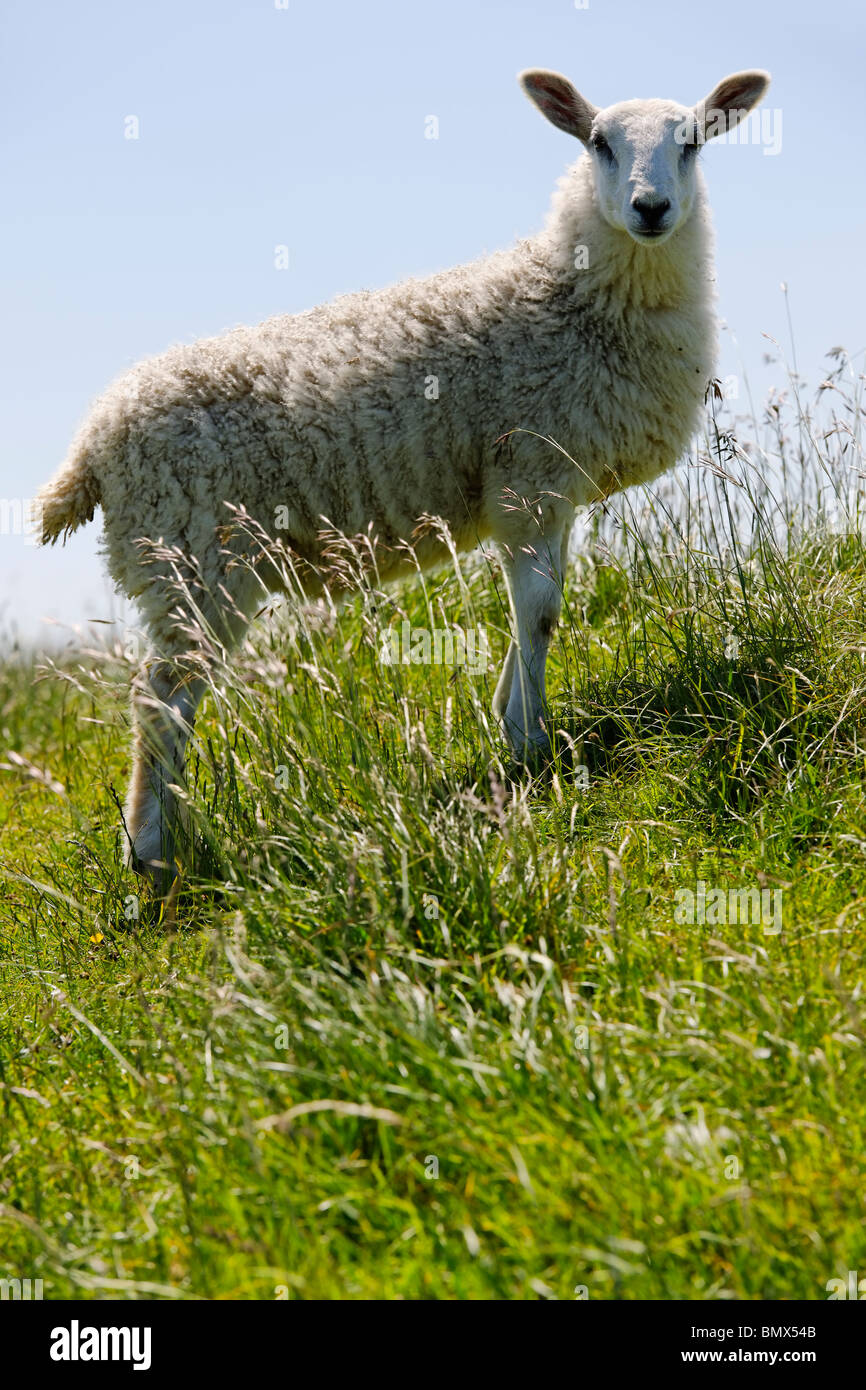 Prime sheep hi-res stock photography and images - Alamy