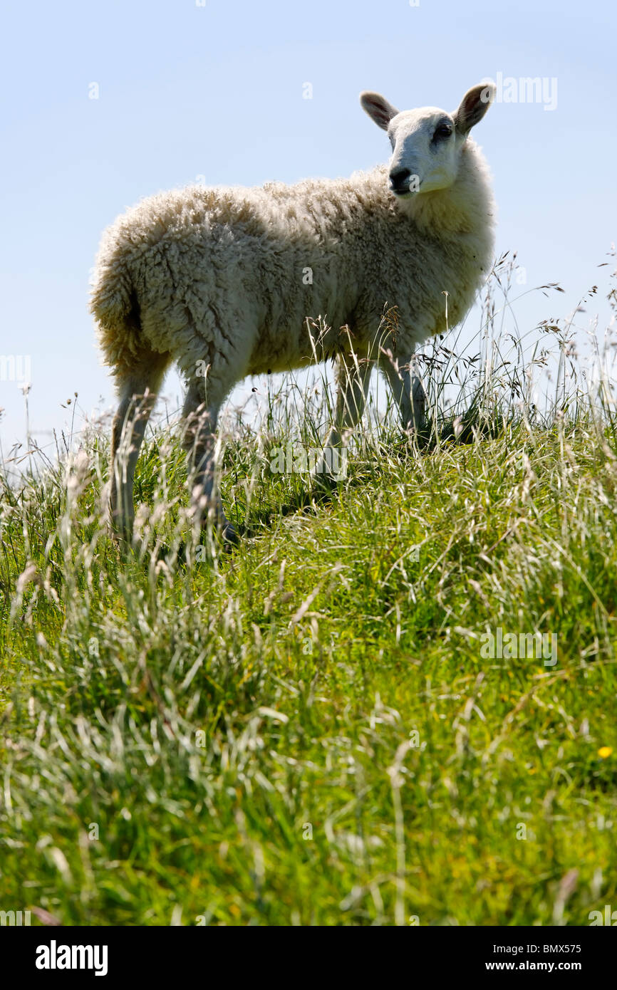 Prime sheep hi-res stock photography and images - Alamy