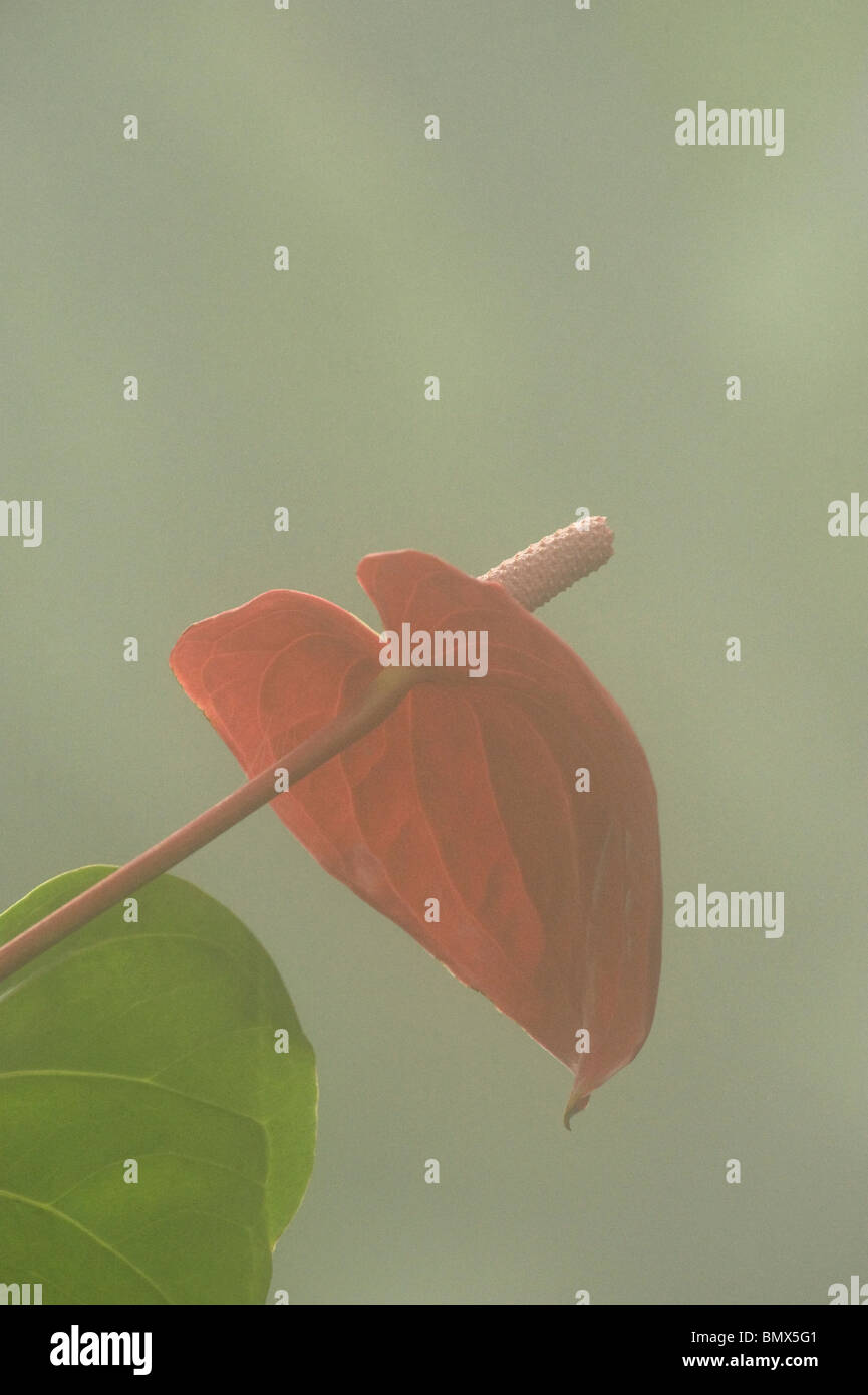 Anthurium in hot & humid rainforest created in a glasshouse Stock Photo ...