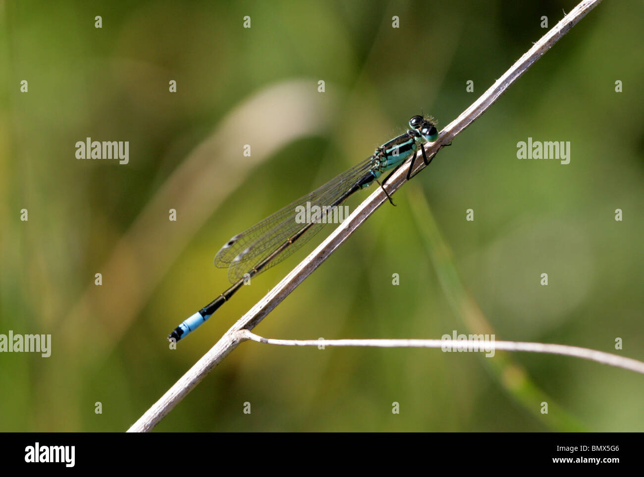 Blue-tailed Damselfly, Ischnura elegans, Coenagrionidae, Odonata Stock ...